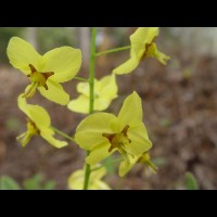 Yellow flowers - Garden Vision Epimediums